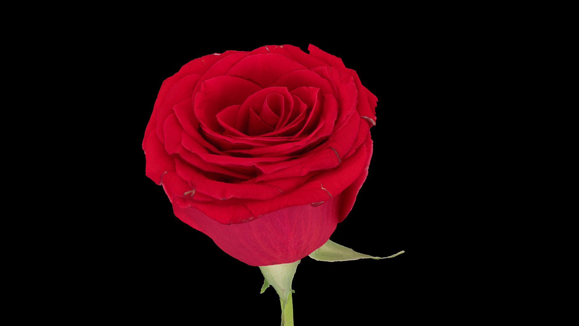 Free Long Stem Red Rose Photogrammetry 3D - TurboSquid 2304434