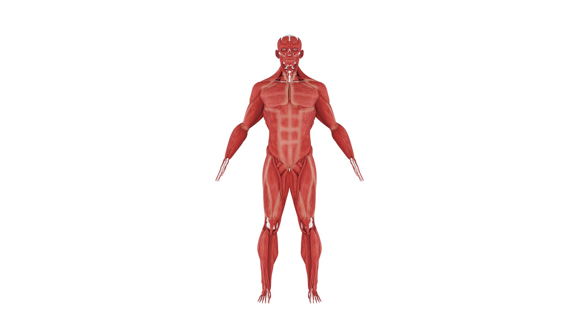 Human Muscle 3D Model- Realistic Human Intestines Anatomy Model ...