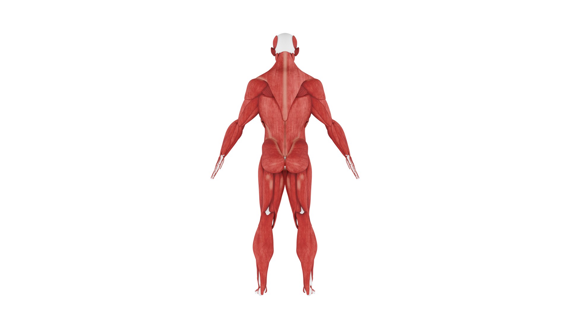 Human Muscle 3D Model- Realistic Human Intestines Anatomy Model ...