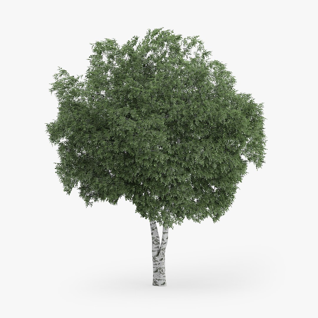 3d silver birch 9 2m
