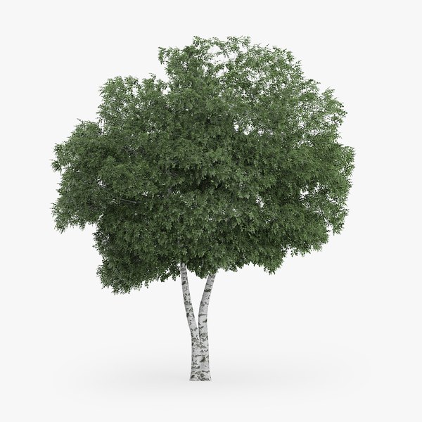 Silver Birch 3D Models for Download | TurboSquid
