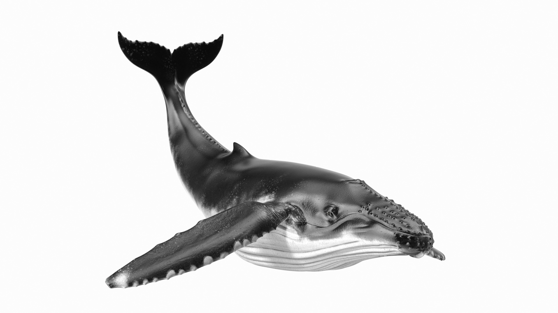 3D Megaptera Novaeangliae - TurboSquid 2271109