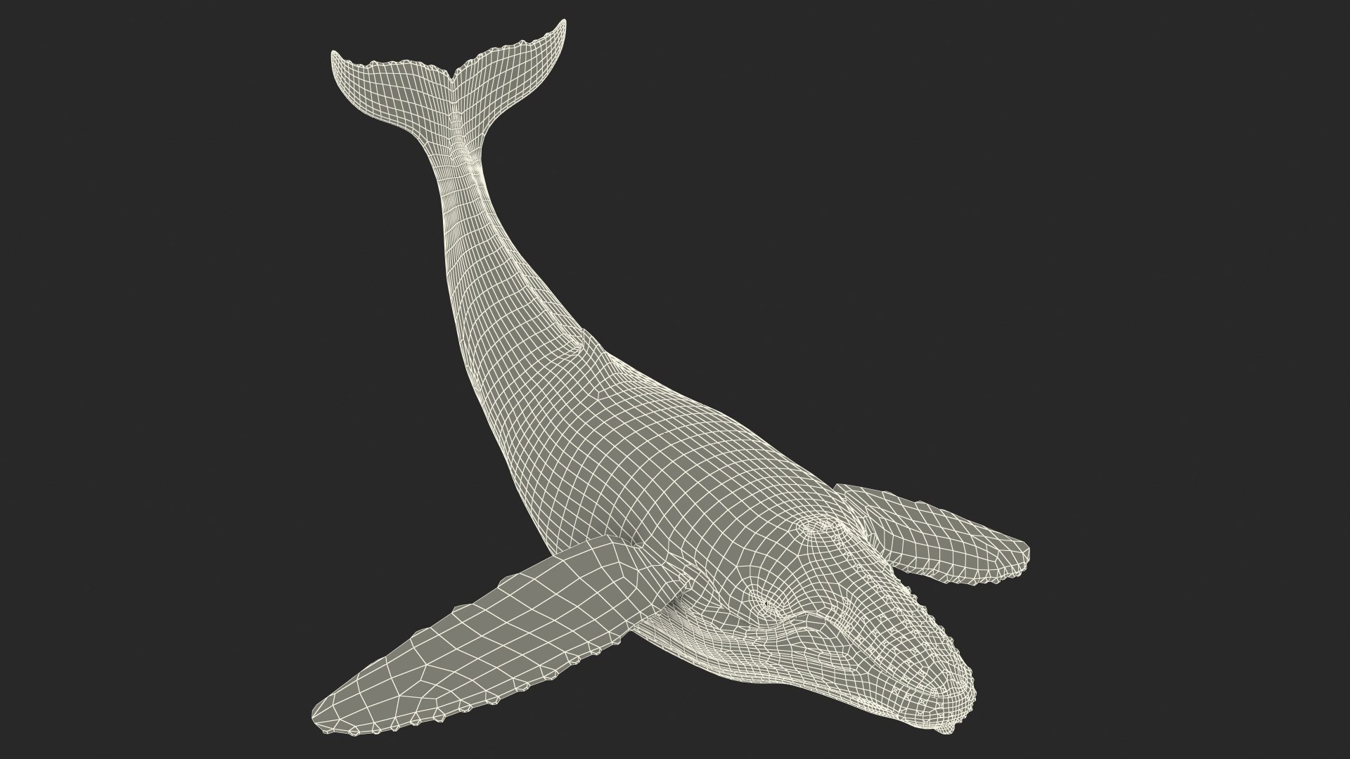 3D Megaptera Novaeangliae - TurboSquid 2271109