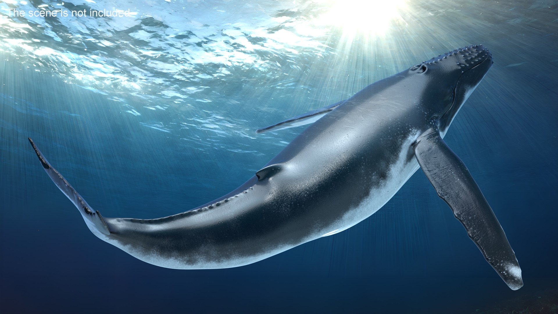 3D Megaptera Novaeangliae - TurboSquid 2271109