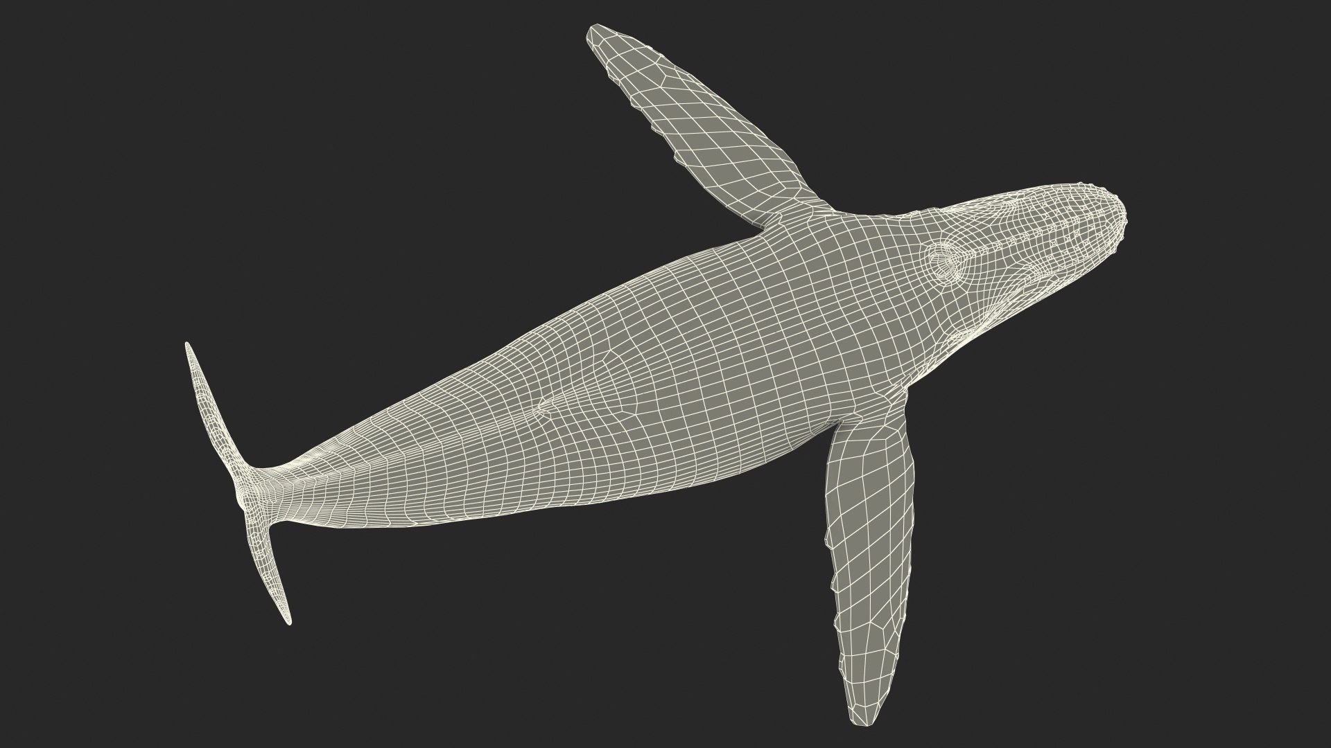3D Megaptera Novaeangliae - TurboSquid 2271109