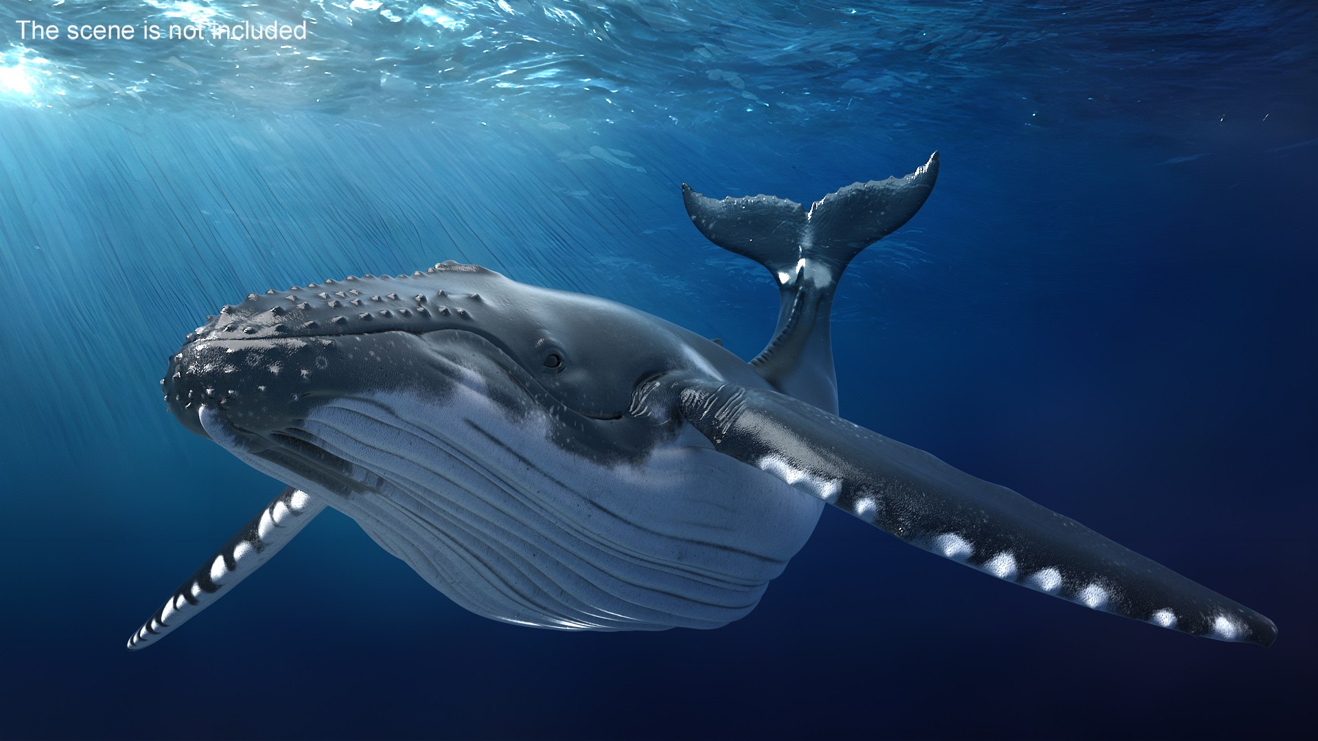 3D Megaptera Novaeangliae - TurboSquid 2271109