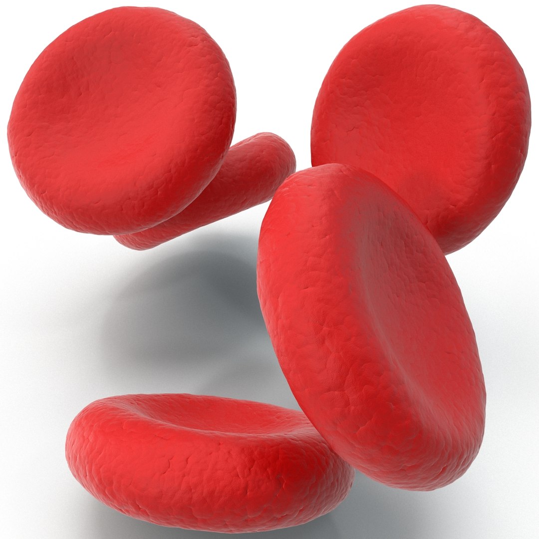 3d Model Red Blood Cell