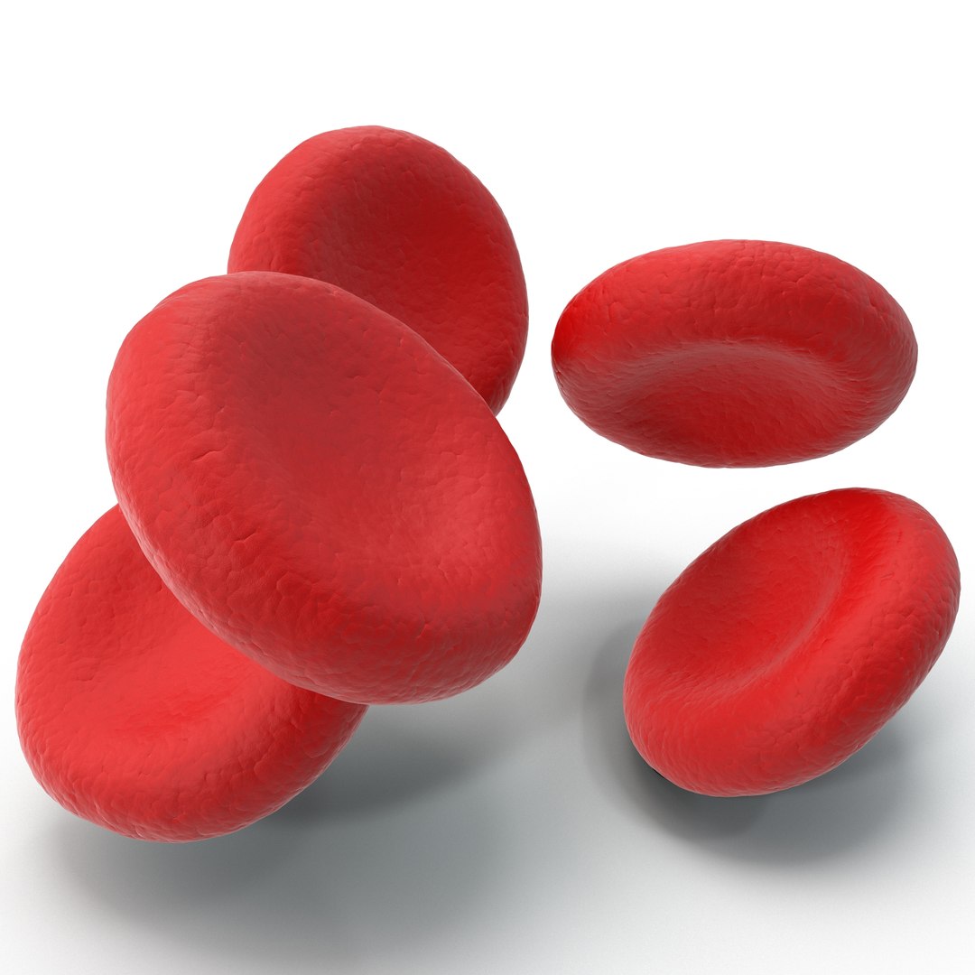 3d Model Red Blood Cell