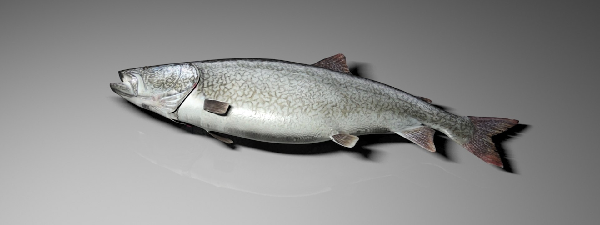 3d Model Lake Trout