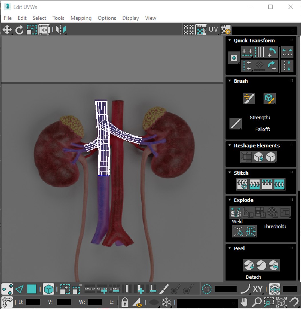 Urinary System 3D - TurboSquid 1933834