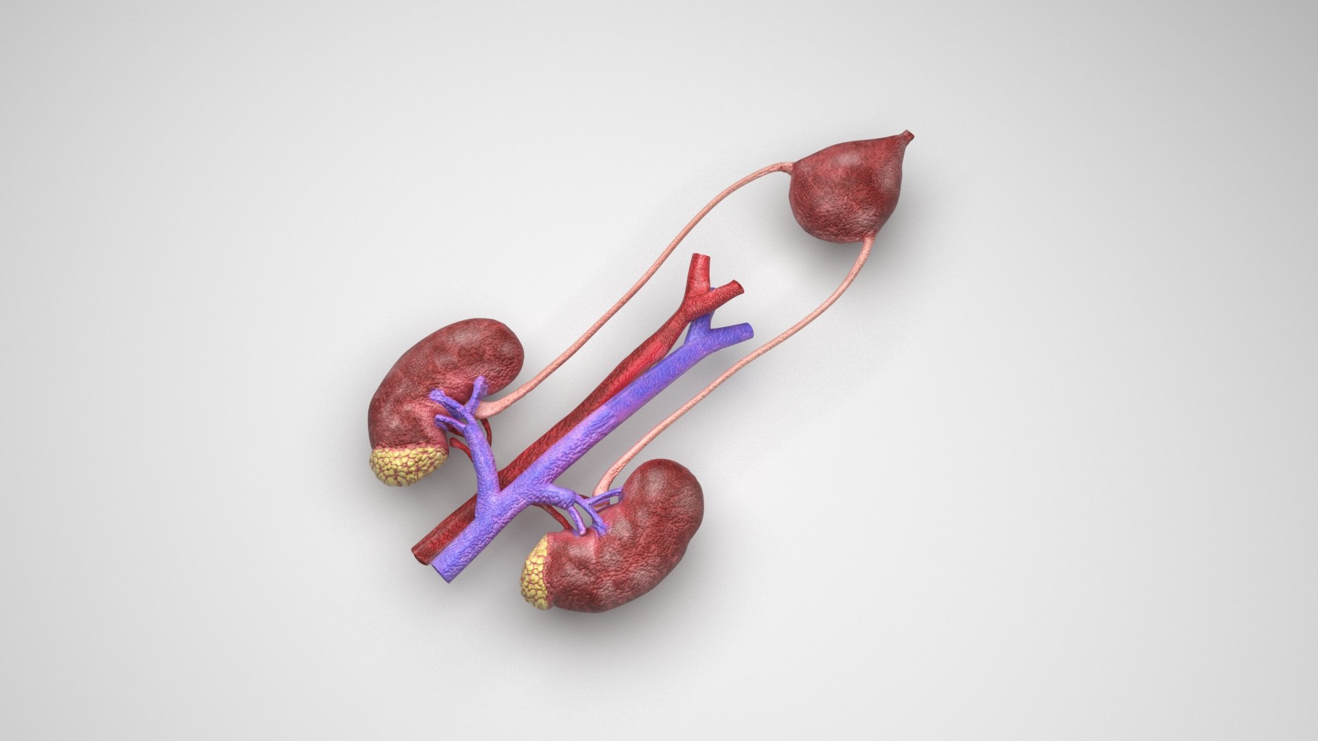Urinary System 3D - TurboSquid 1933834