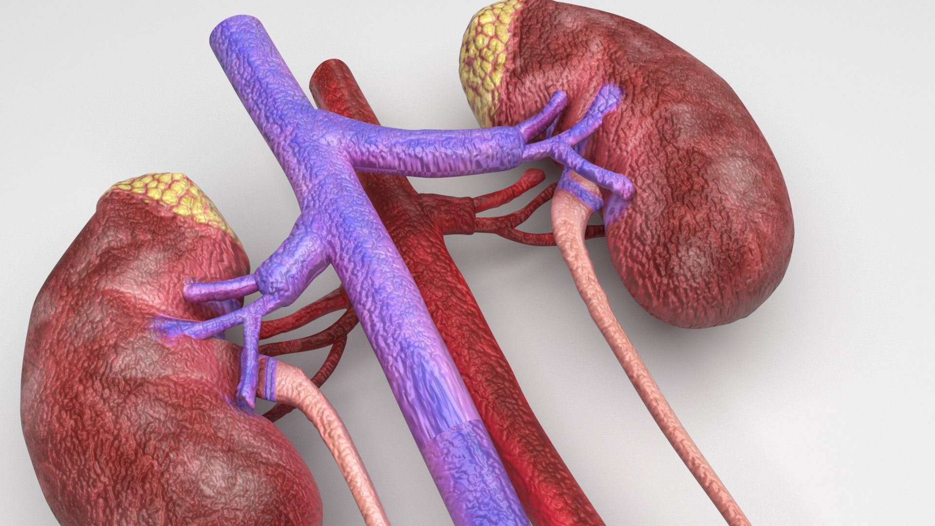 Urinary System 3D - TurboSquid 1933834