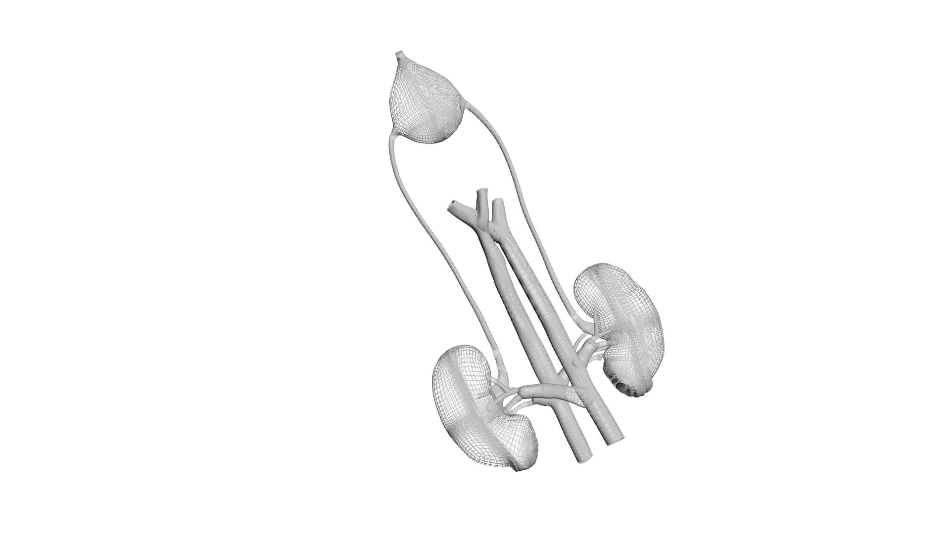 Urinary System 3D - TurboSquid 1933834