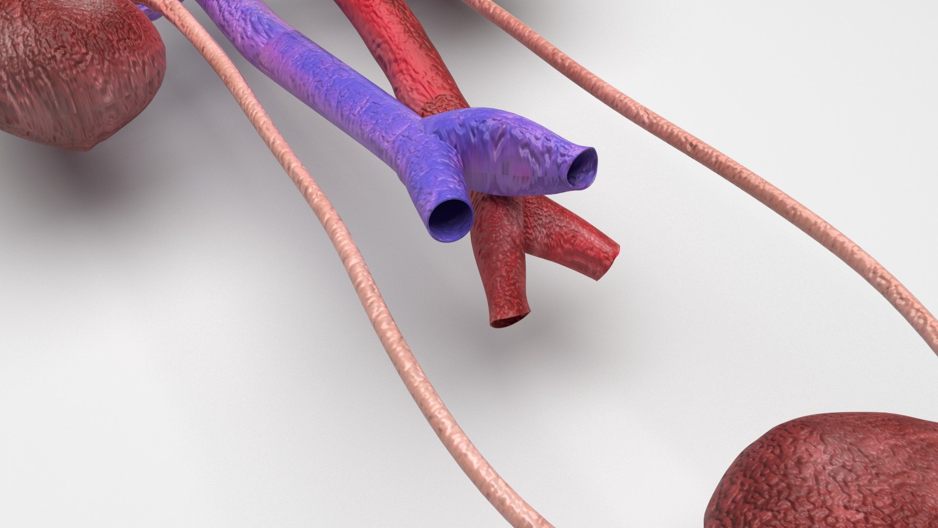 Urinary System 3D - TurboSquid 1933834