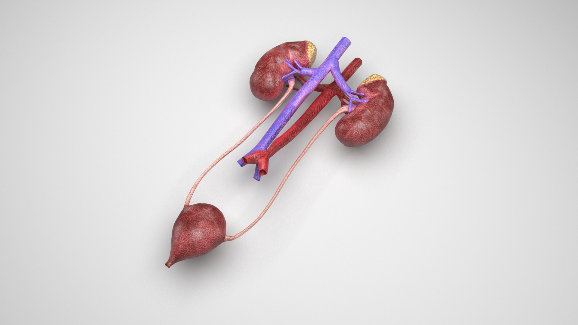 Urinary System 3D - TurboSquid 1933834