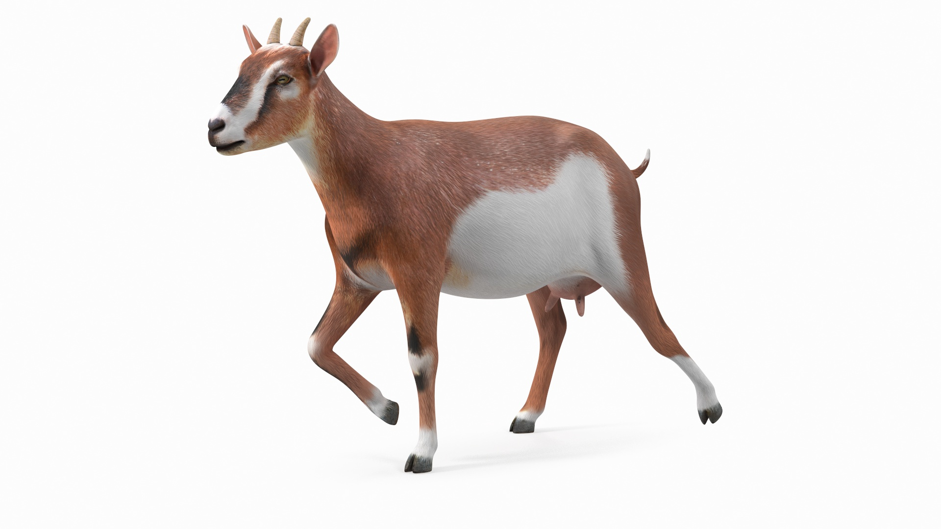 Walking Goat 3D Model - TurboSquid 1991766
