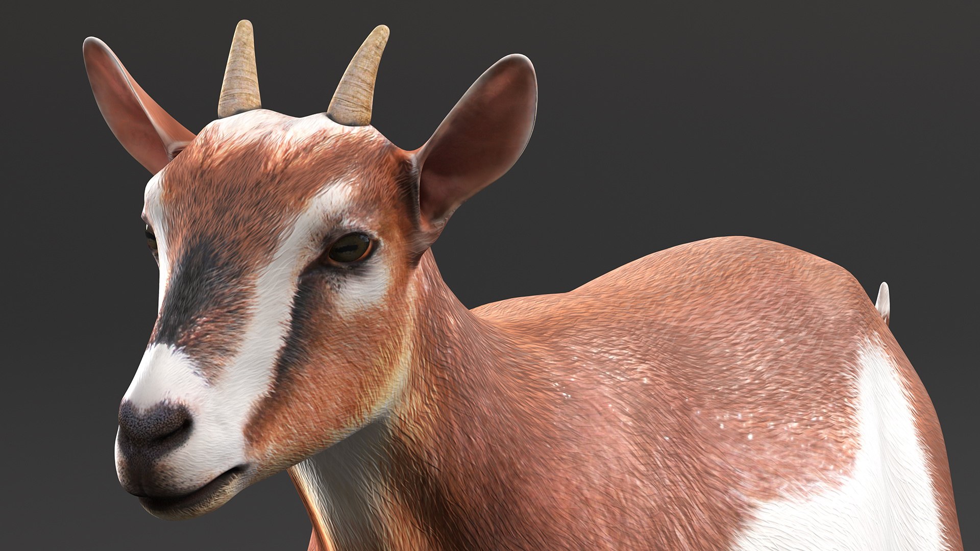 Walking Goat 3D Model - TurboSquid 1991766