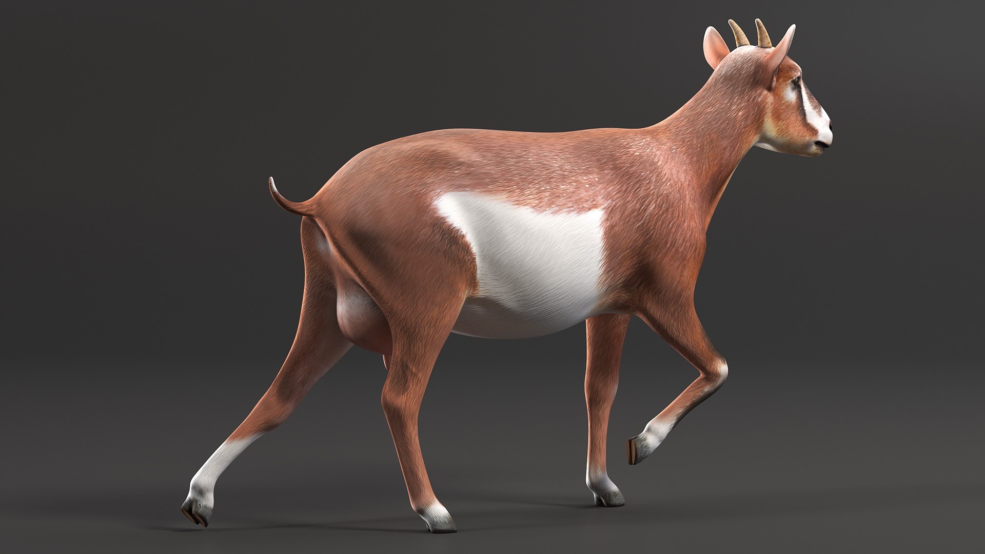 Walking Goat 3D Model - TurboSquid 1991766