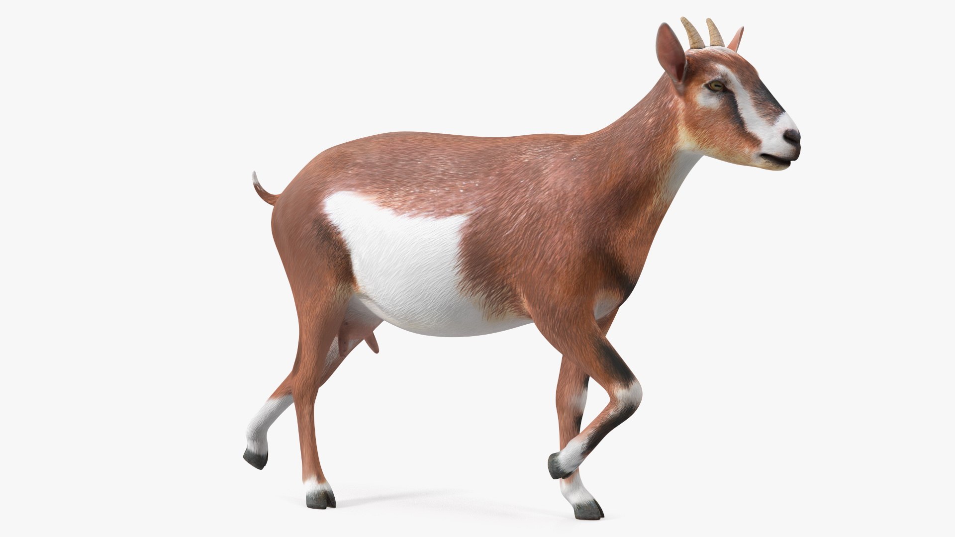 Walking Goat 3D model - TurboSquid 1991766