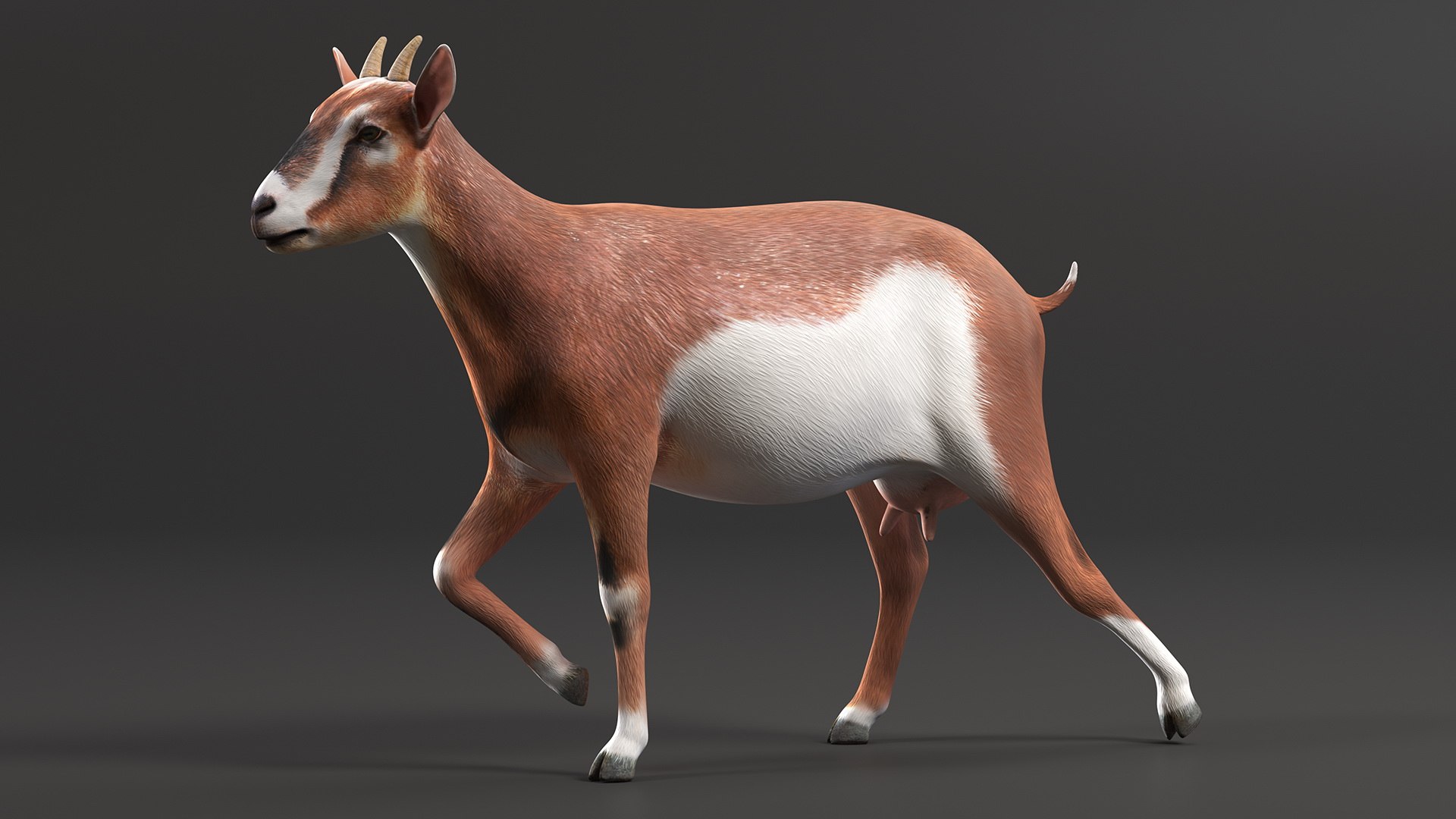 Walking Goat 3D Model - TurboSquid 1991766