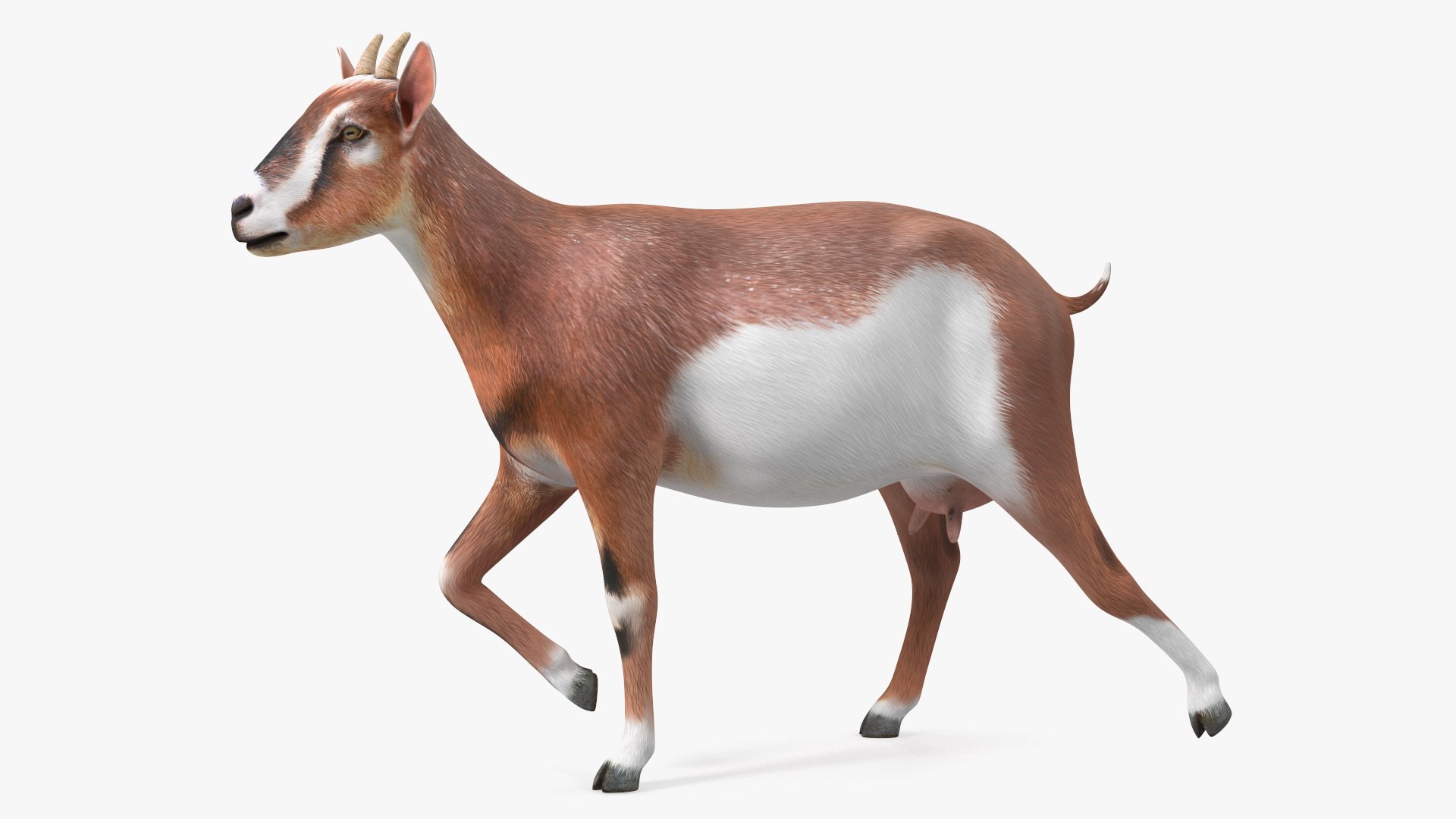 Walking Goat 3D Model - TurboSquid 1991766