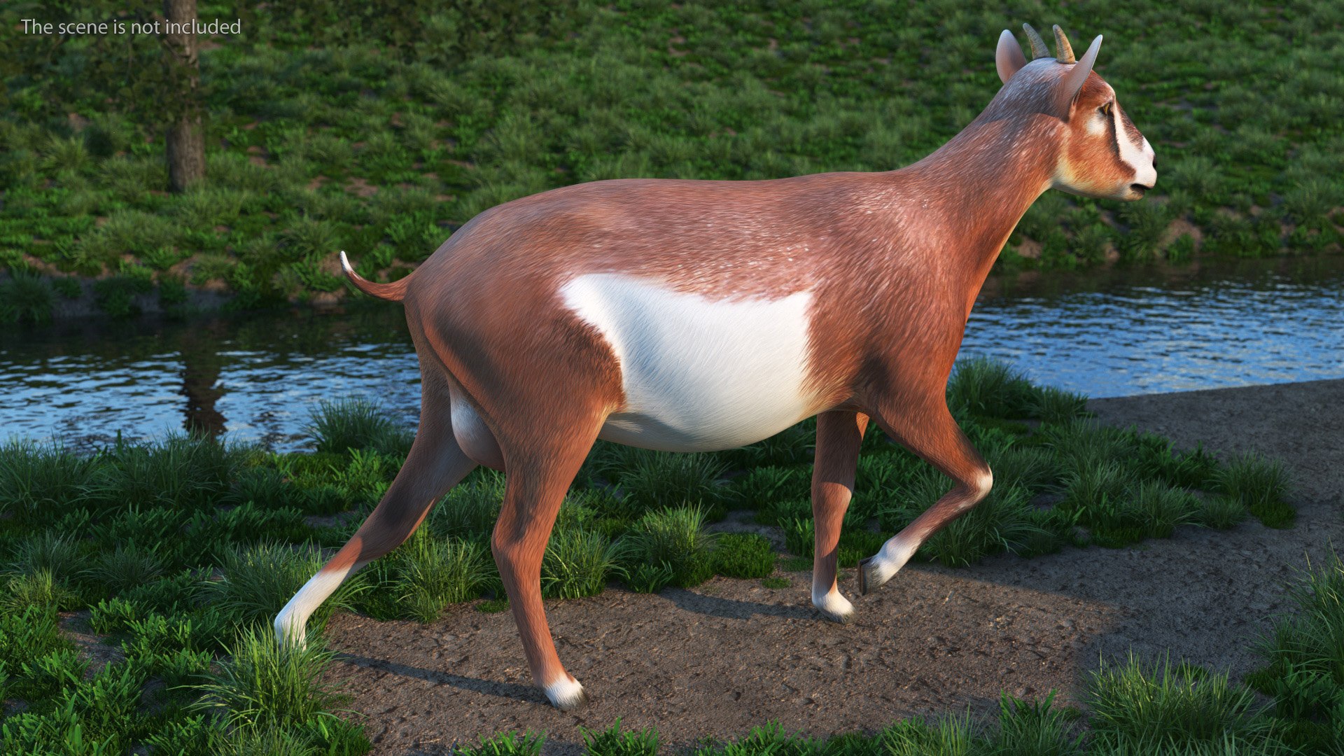 Walking Goat 3D Model - TurboSquid 1991766