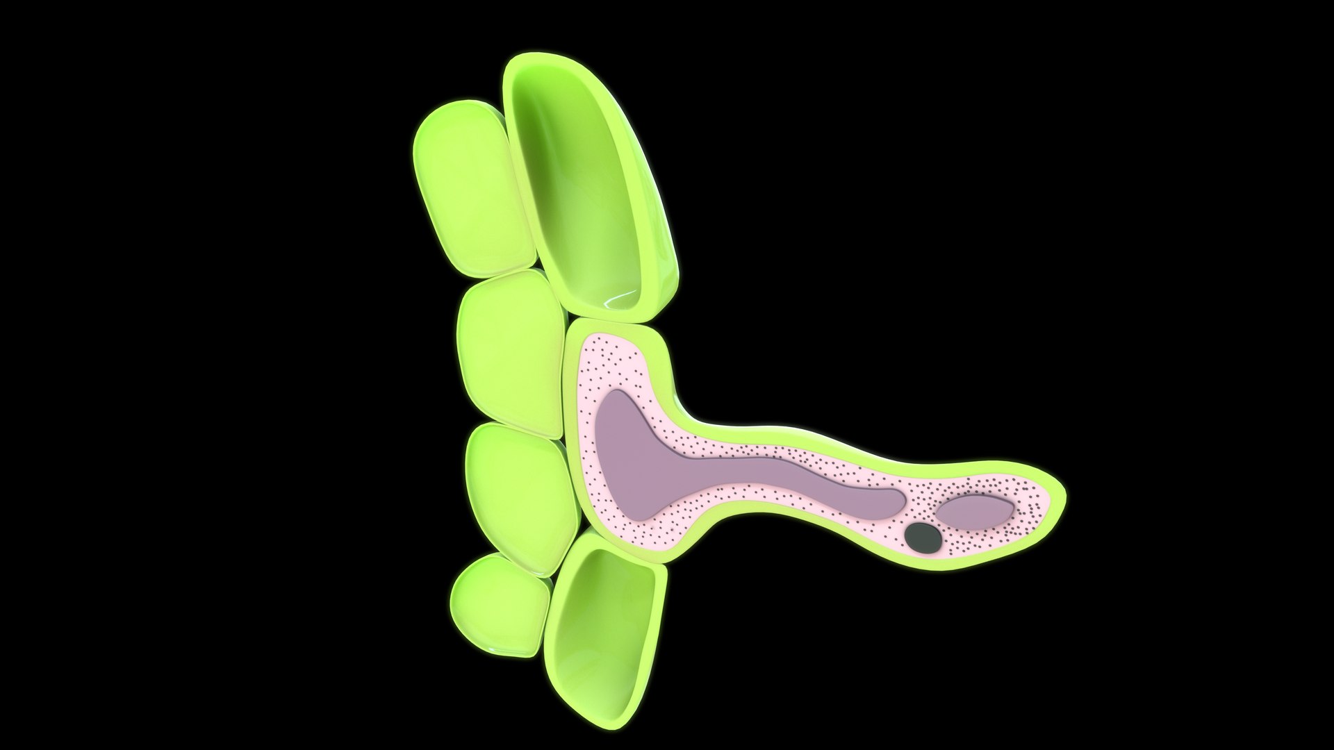 Enlarged Root Hair 3D Model - TurboSquid 2210571