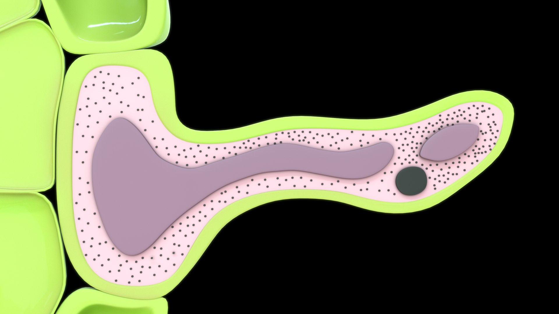 Enlarged Root Hair 3D Model - TurboSquid 2210571