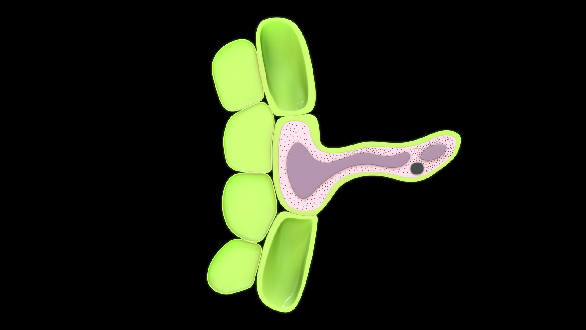 Enlarged Root Hair 3D Model - TurboSquid 2210571