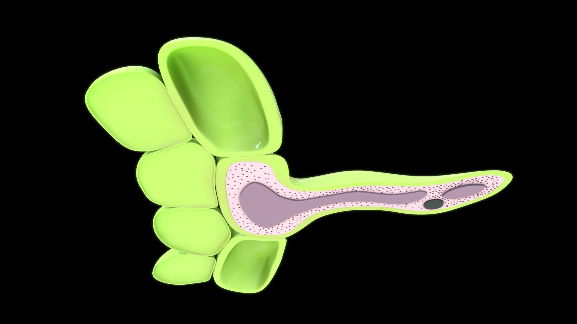 Enlarged Root Hair 3D Model - TurboSquid 2210571