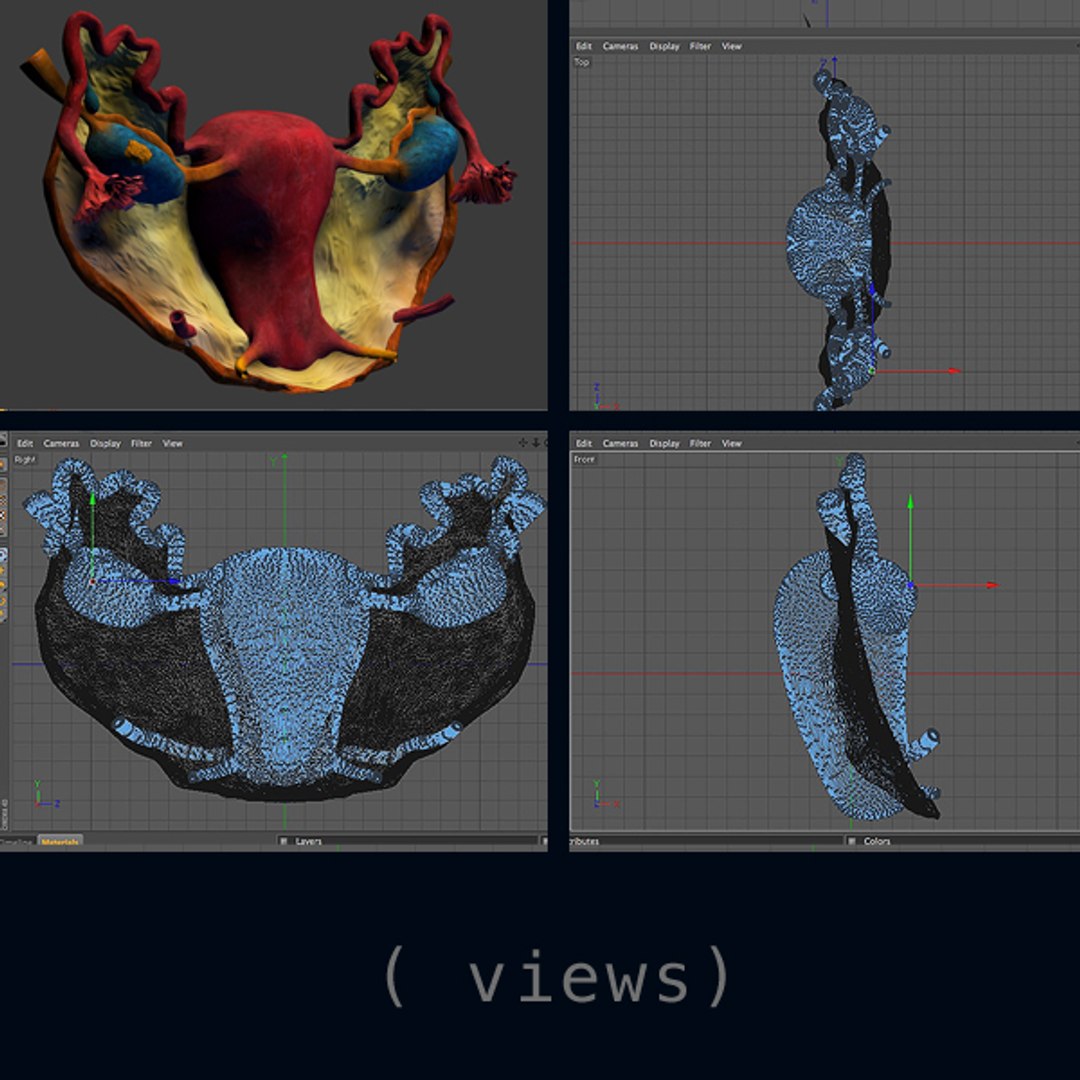 3ds Max Female Reproductive Organ Uterus