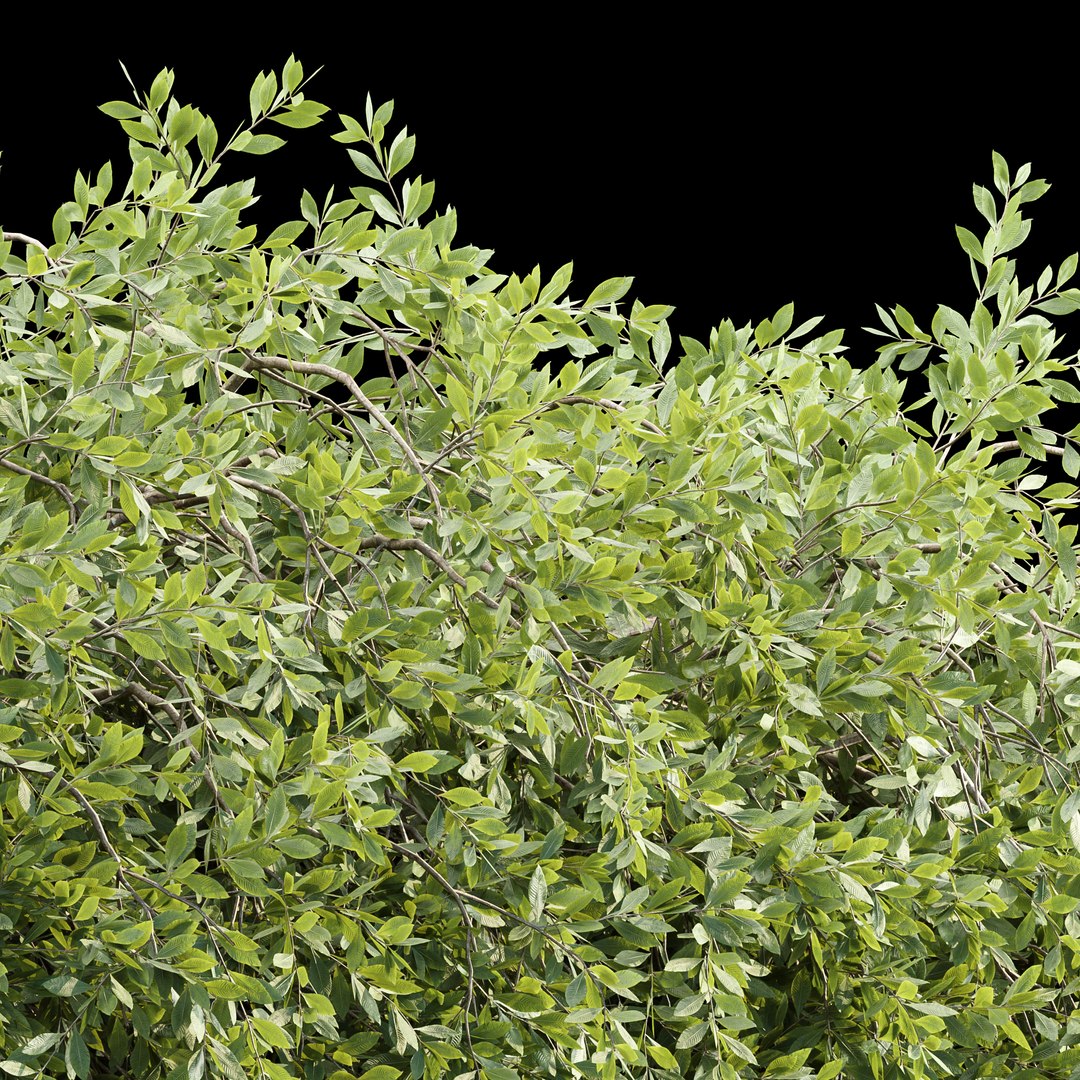3D Model Hanging Wall Creeper Plants Collection Vol 230 - TurboSquid ...