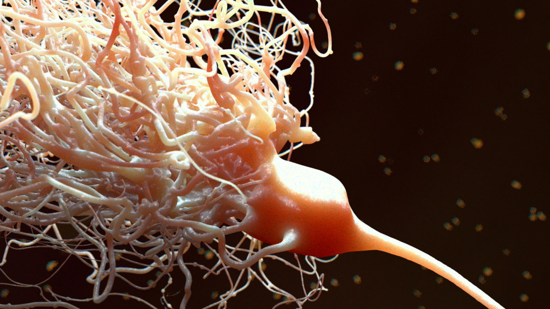 C4d Dying Neuron