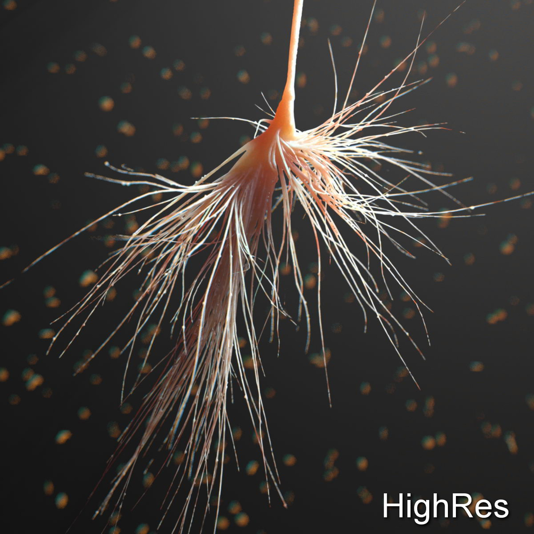 C4d Dying Neuron