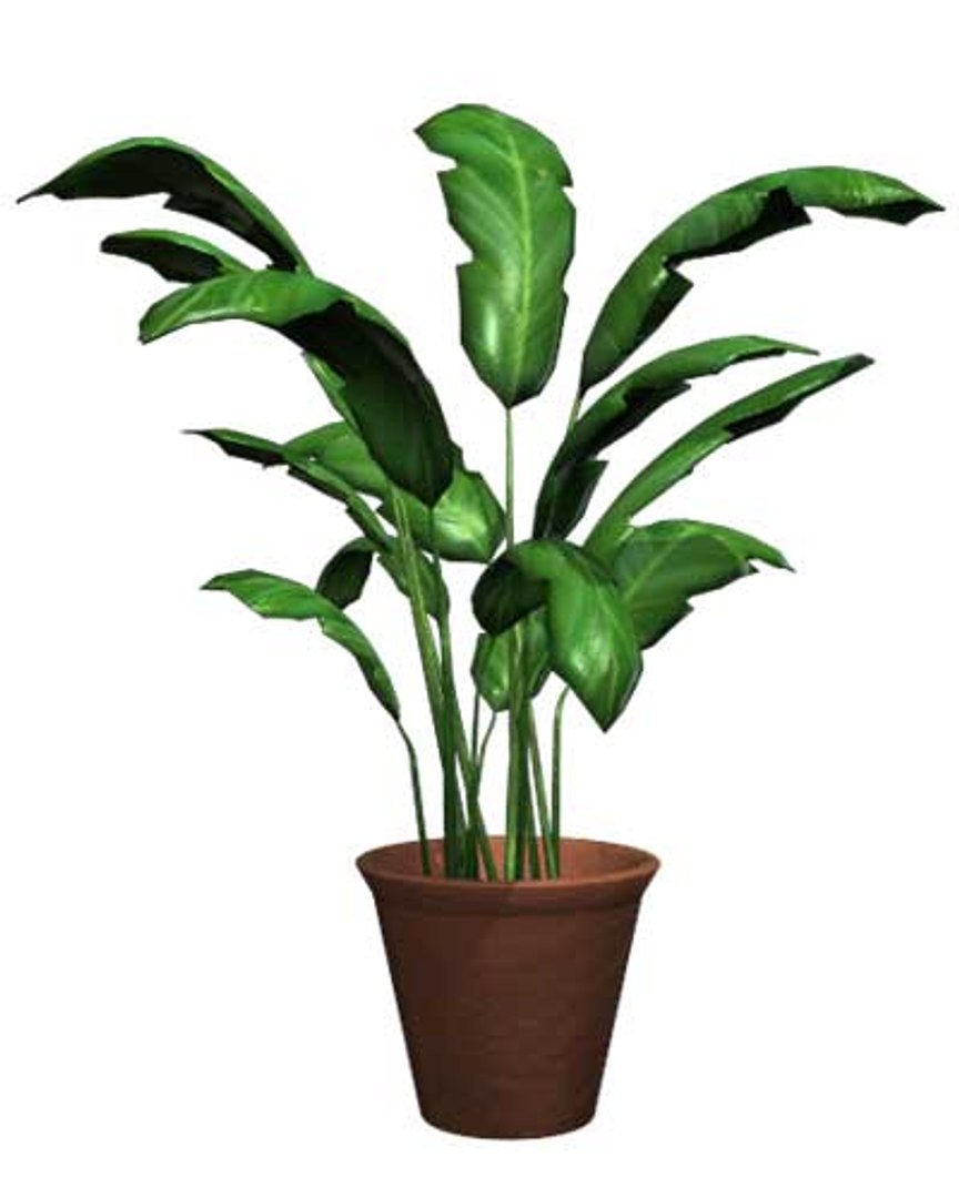 potted plant houseplant ma