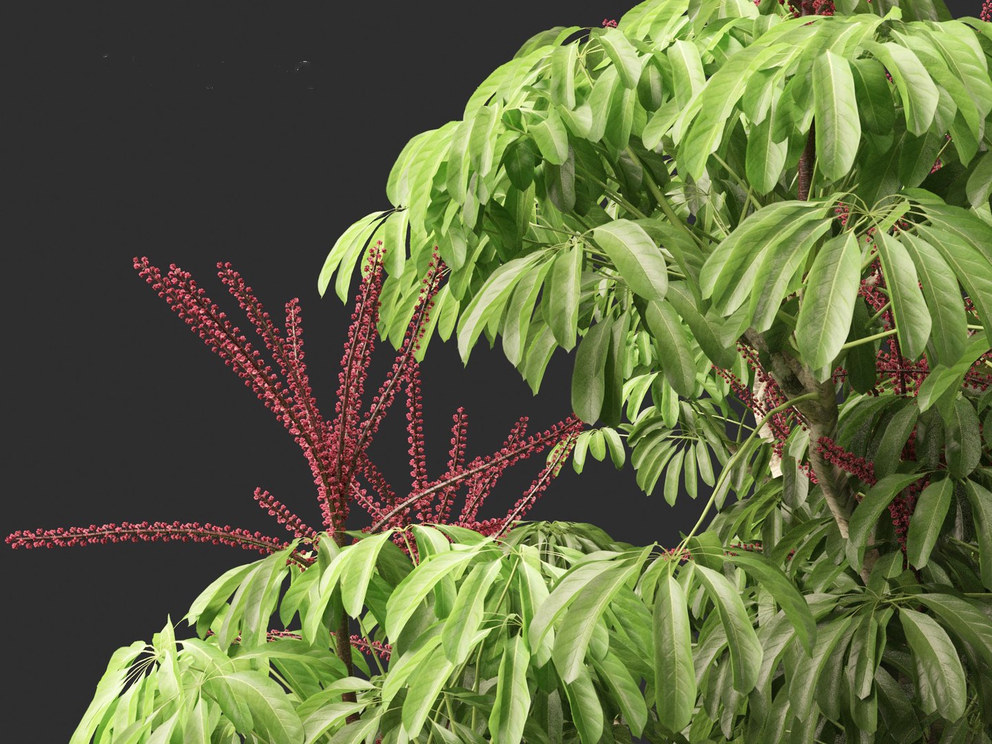 Schefflera Actinophylla - Umbrella Tree Model - TurboSquid 2132576