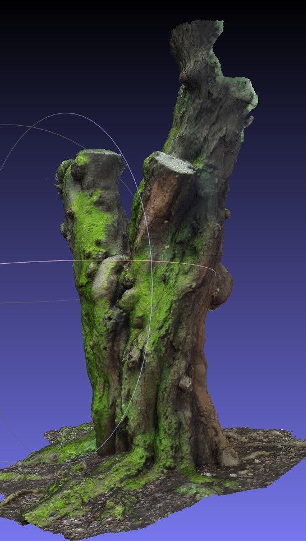 3D Moss Tree Photogrammetry Scan - TurboSquid 1337300