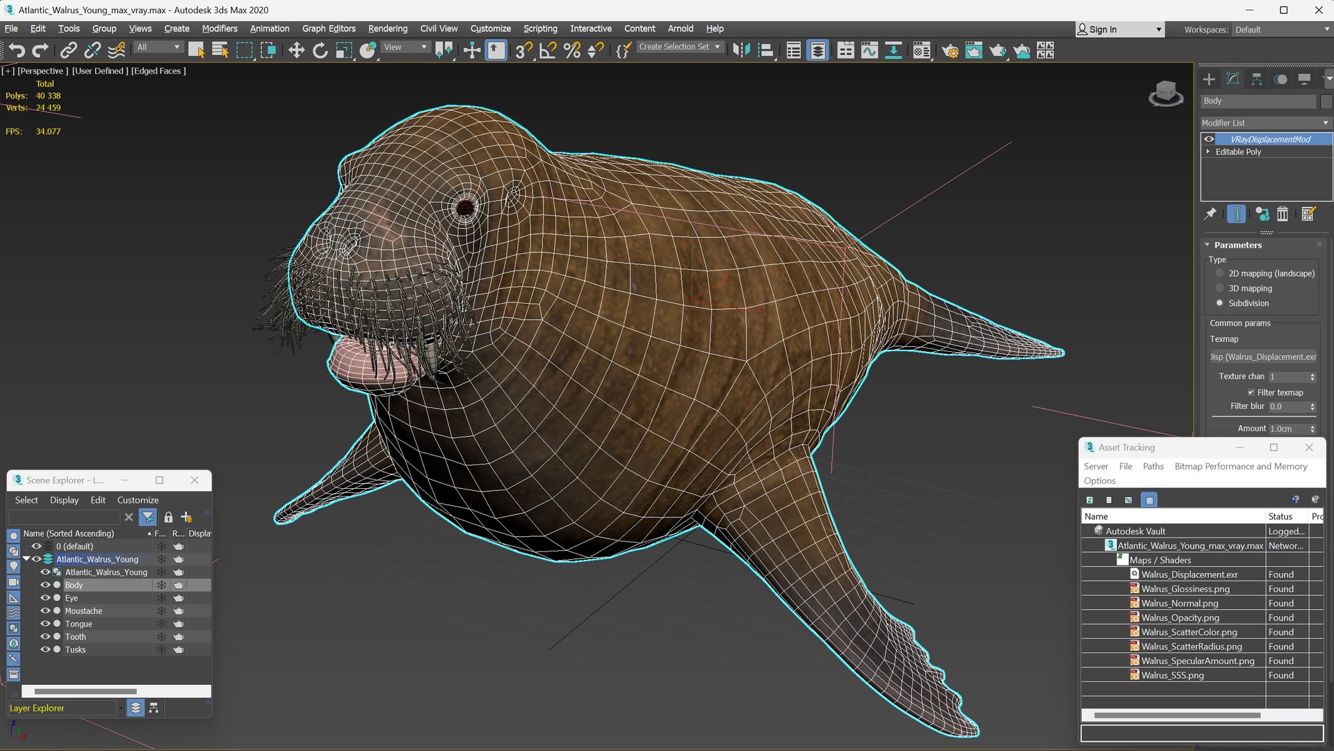 Atlantic Walrus Young 3D - TurboSquid 2402573