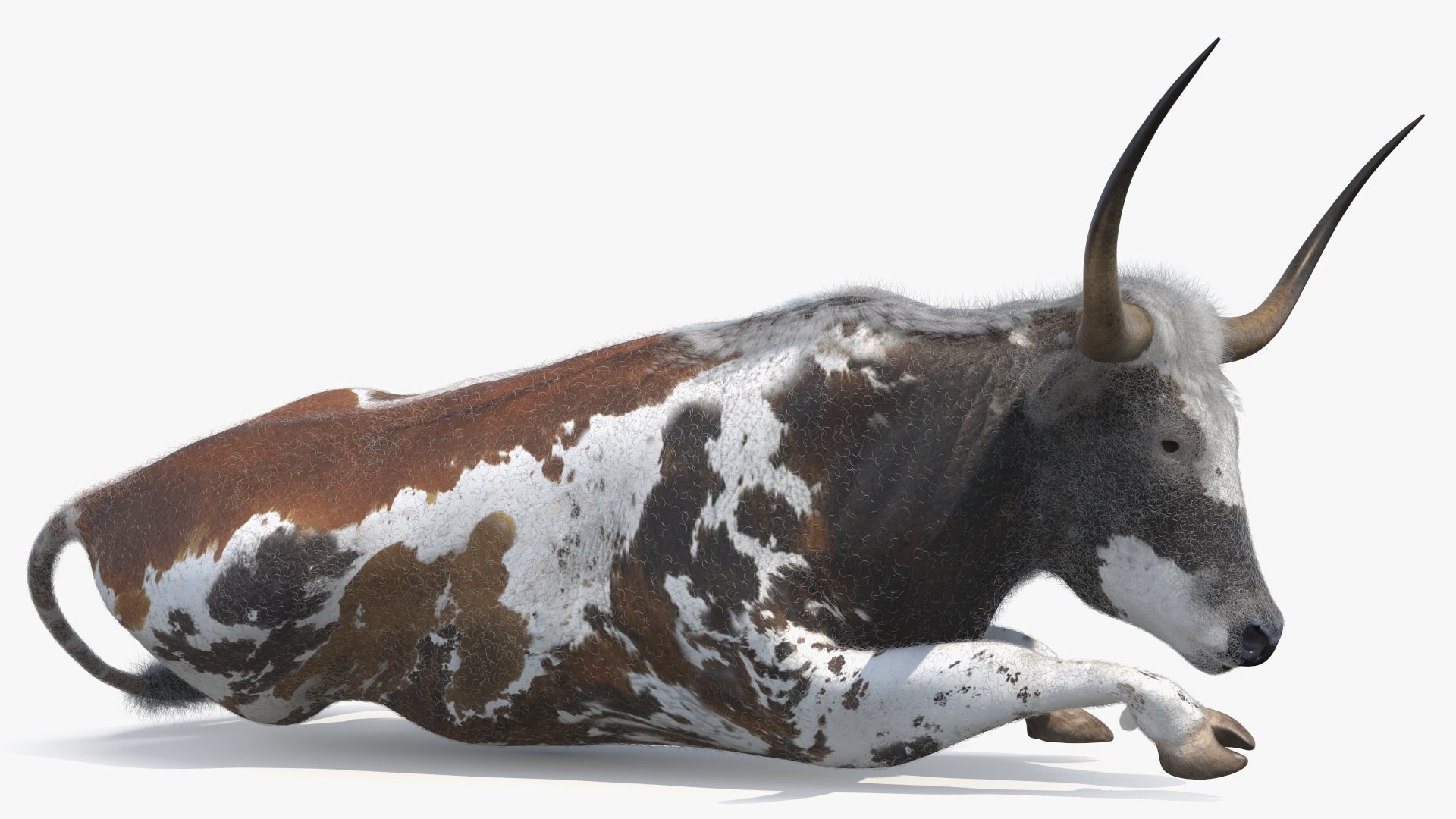 Lying Longhorn Bull Mottled Brown Fur Model - TurboSquid 2178889