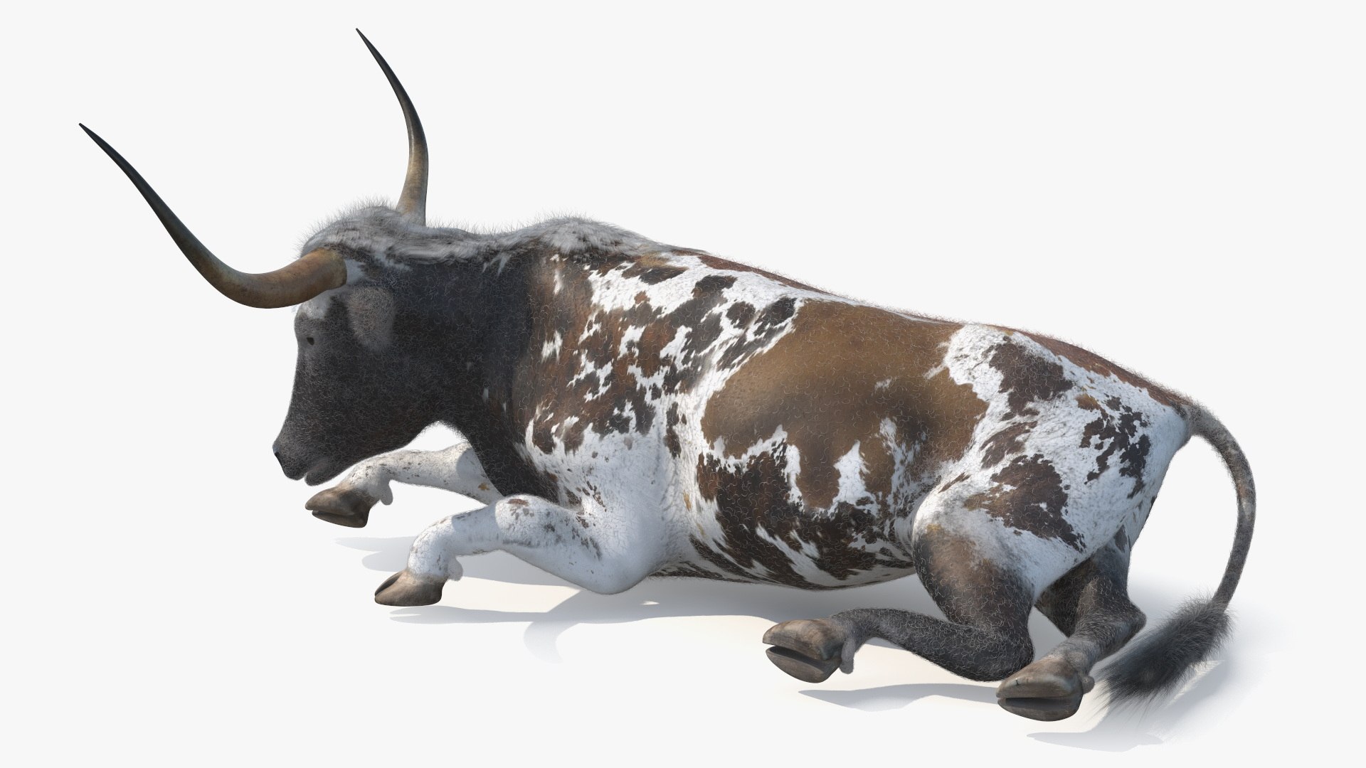 Lying Longhorn Bull Mottled Brown Fur Model - TurboSquid 2178889
