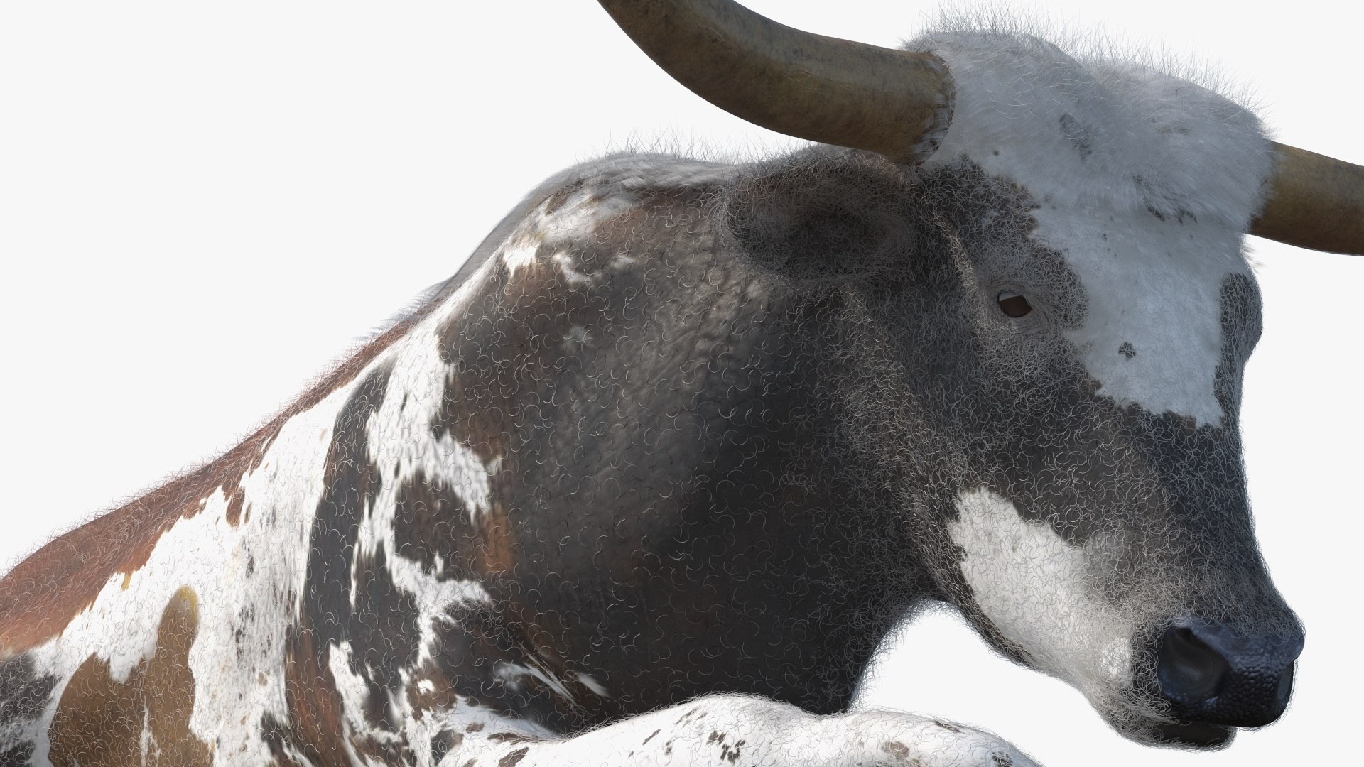 Lying Longhorn Bull Mottled Brown Fur Model - TurboSquid 2178889