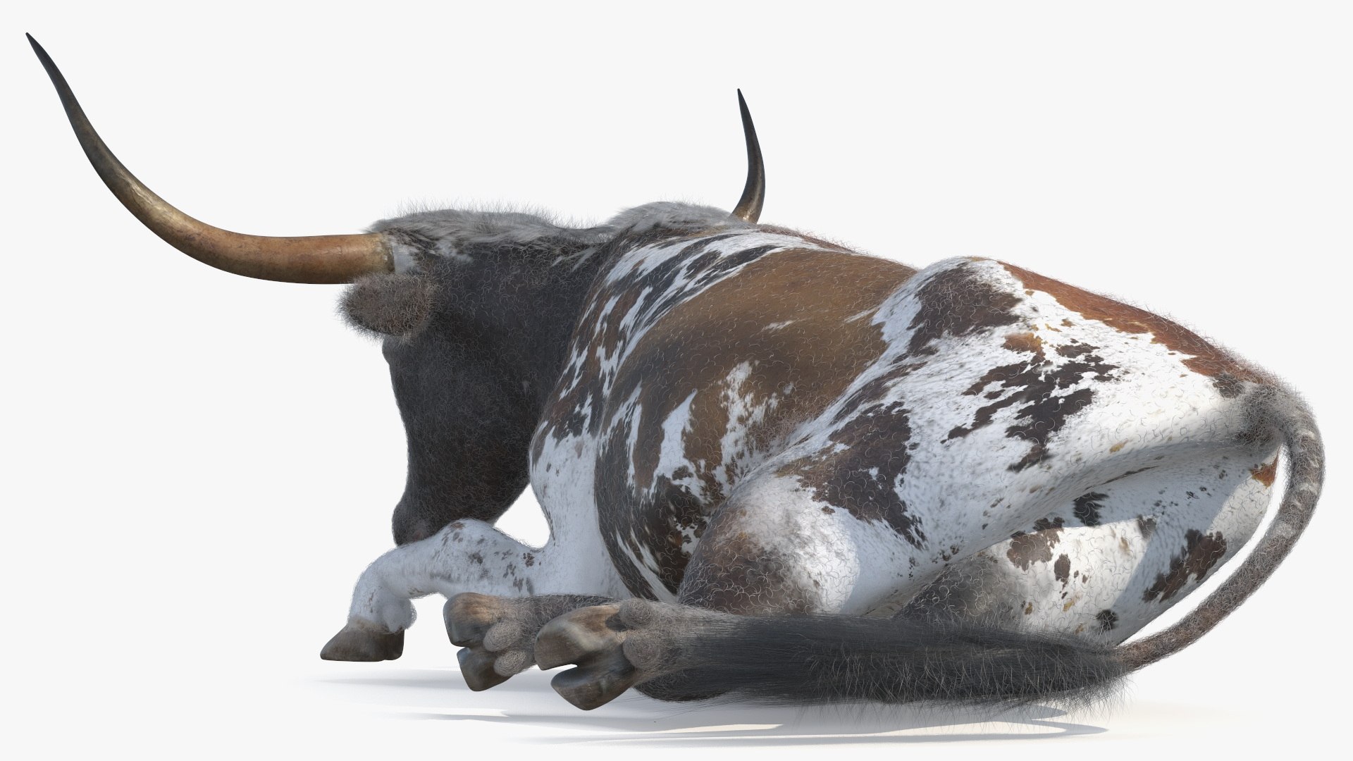 Lying Longhorn Bull Mottled Brown Fur Model - TurboSquid 2178889