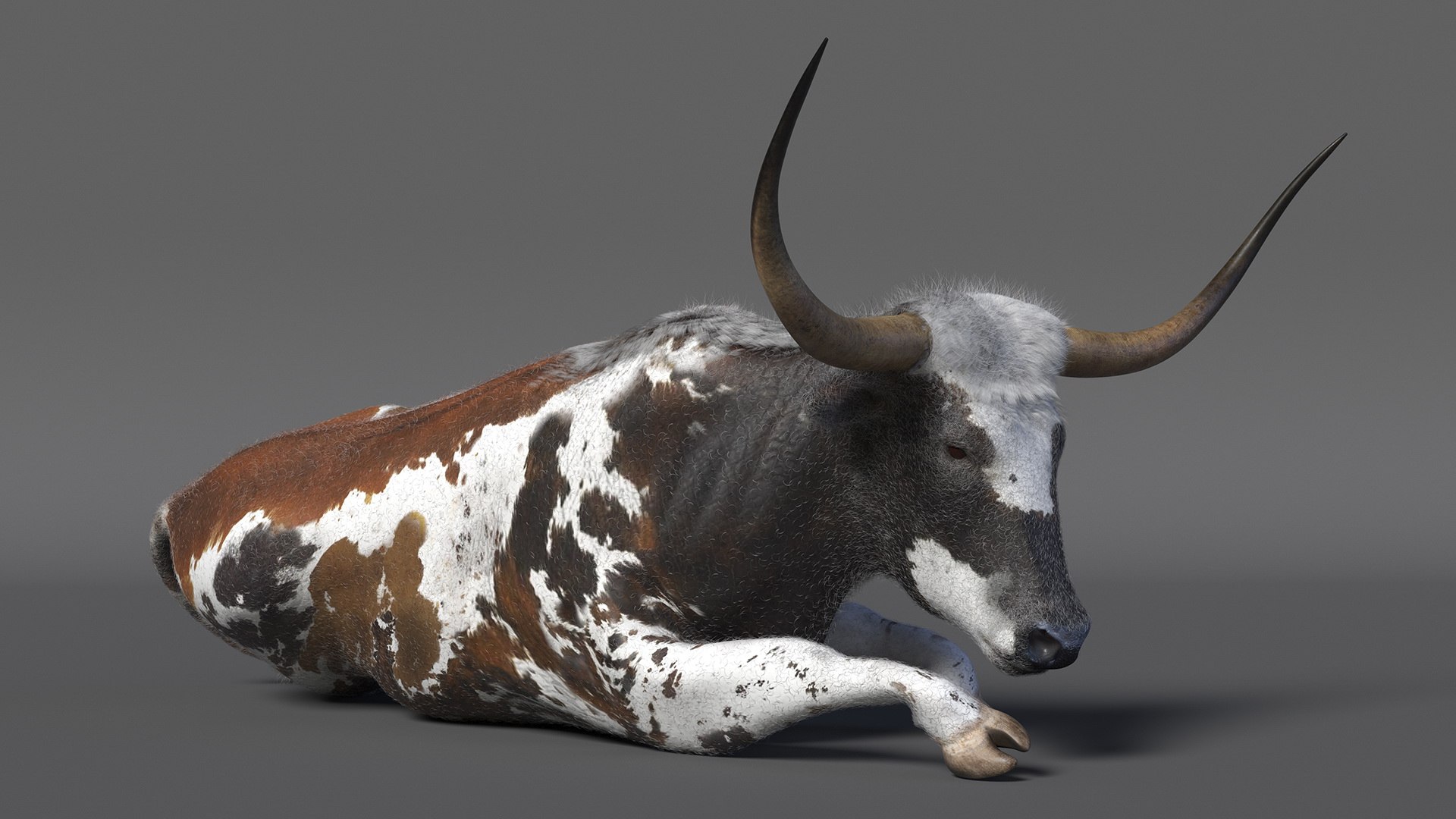 Lying Longhorn Bull Mottled Brown Fur Model - TurboSquid 2178889