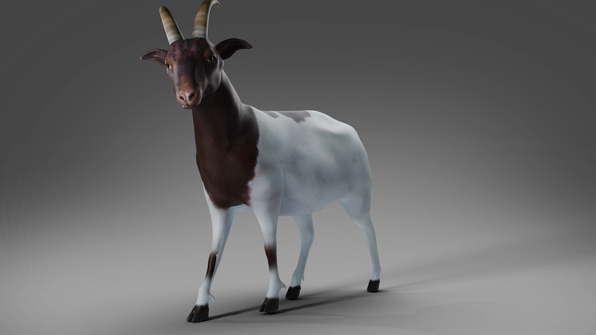 Goat 03 Rigged And Animation 3D - TurboSquid 2010015