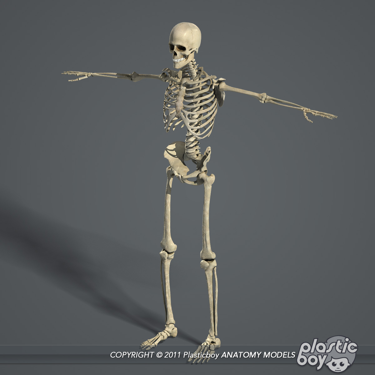 3d human skeletal