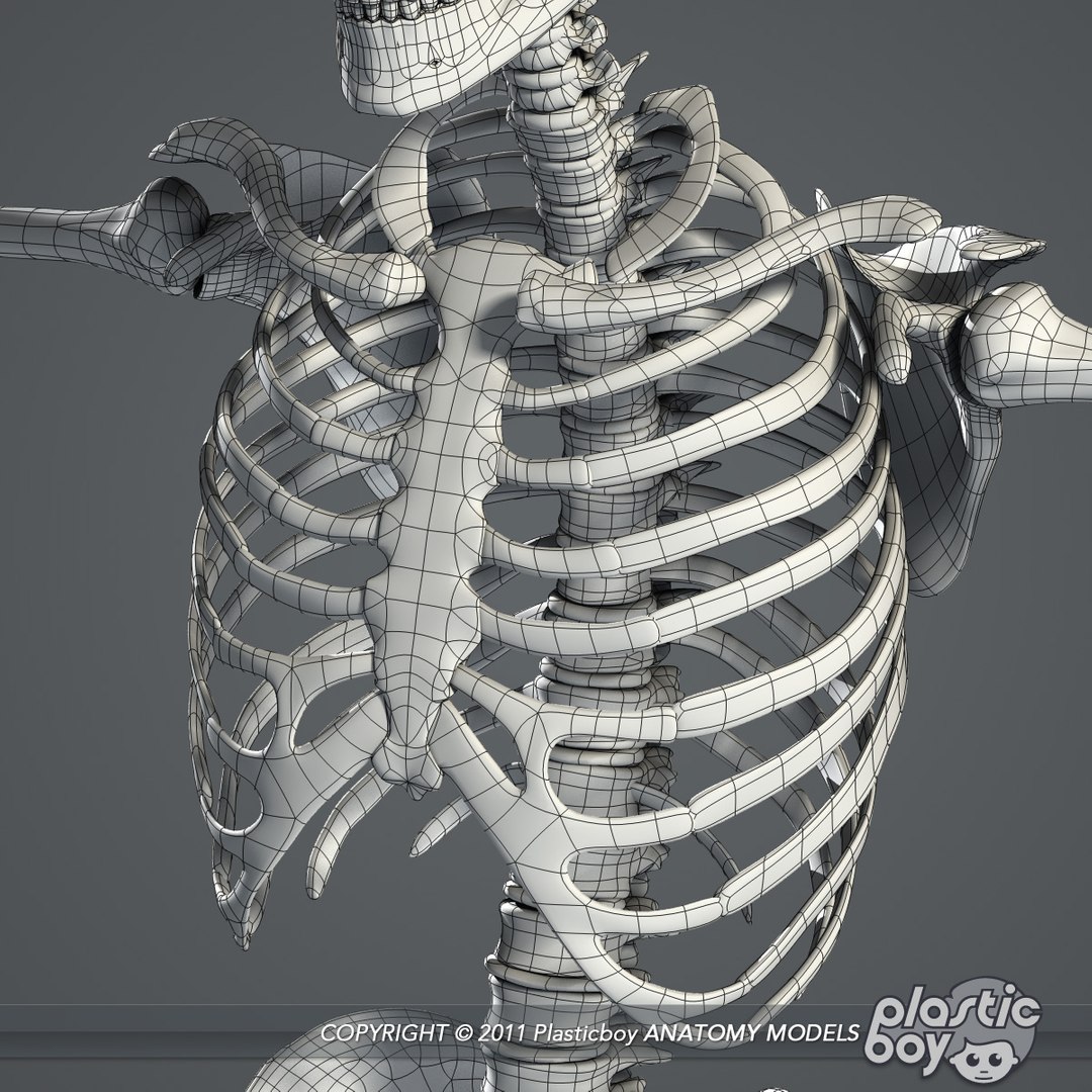 3d Human Skeletal