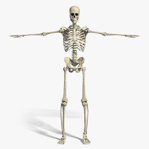 Human Skeleton Collada Models for Download | TurboSquid