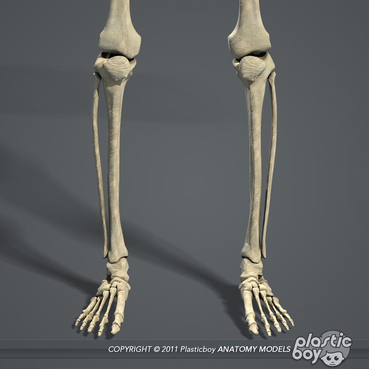 3d human skeletal