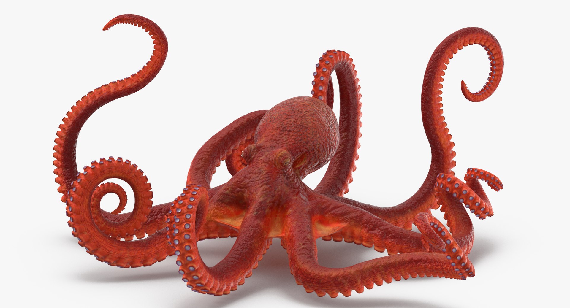 octopus rigged - max