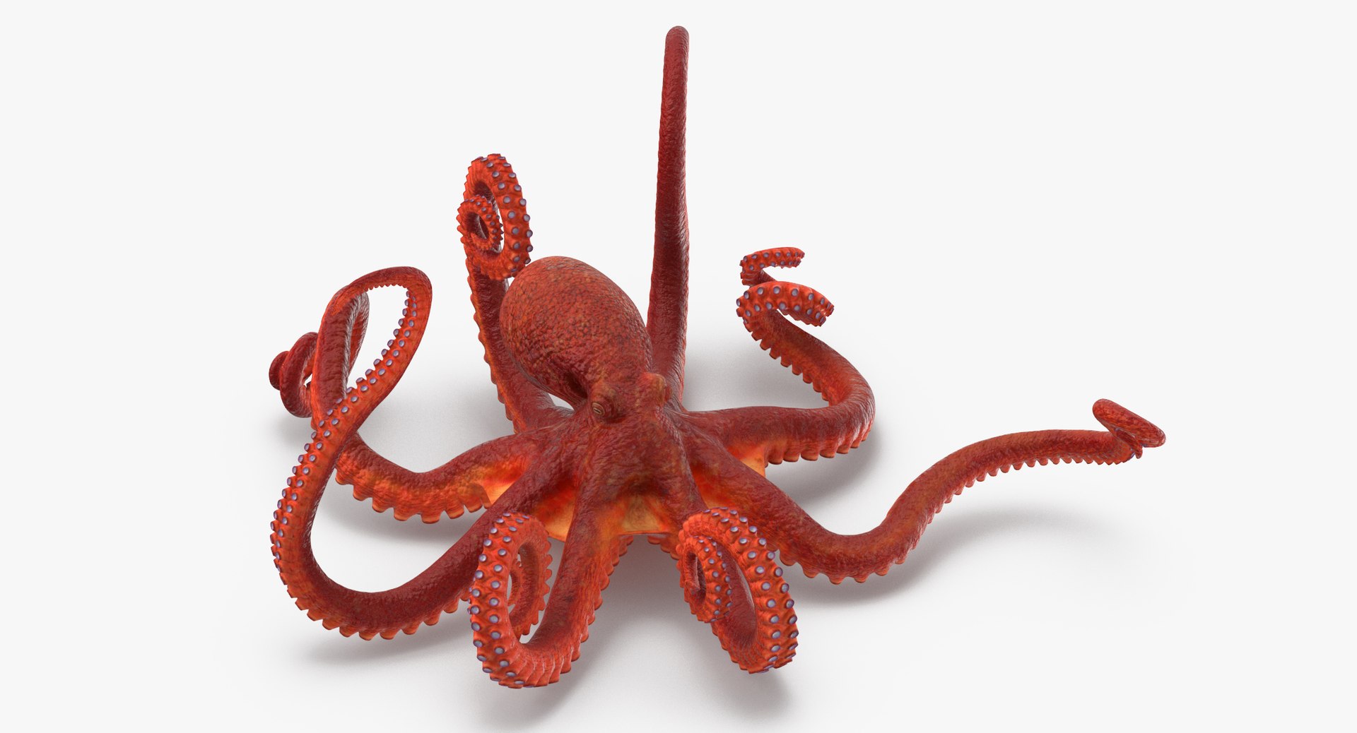 Octopus Rigged - Max